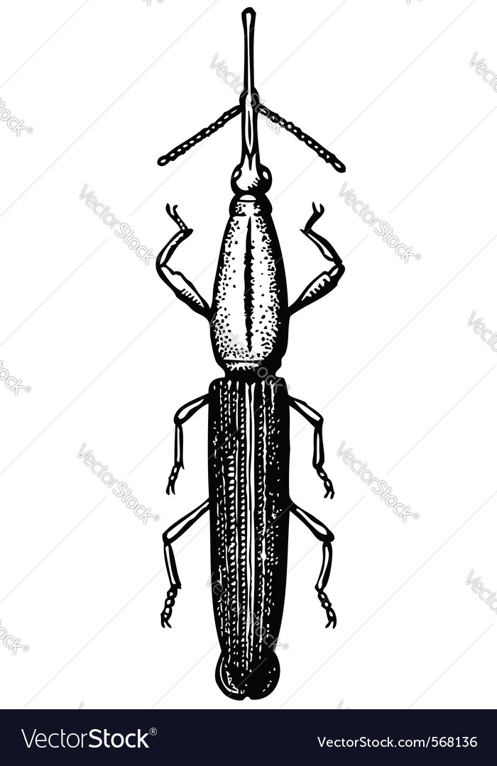 Beetle Royalty Free Vector Image - VectorStock