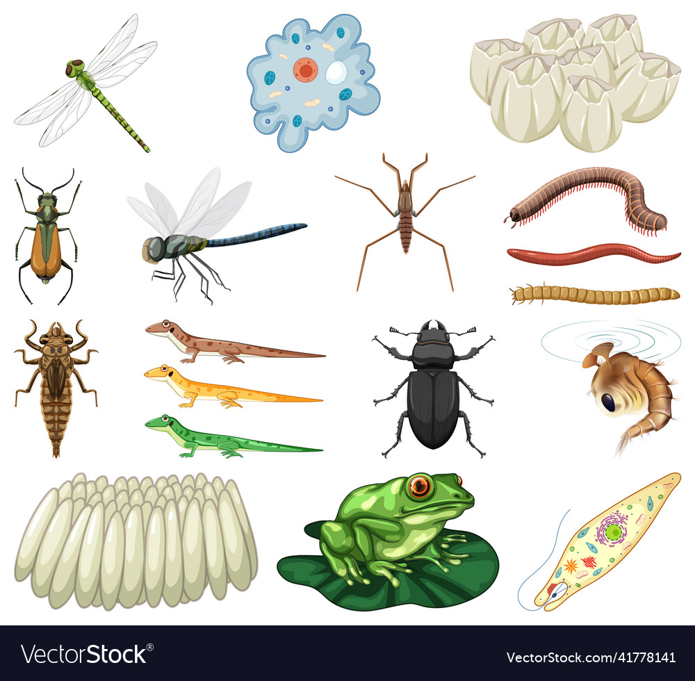 Different kinds of insects and animals on white Vector Image