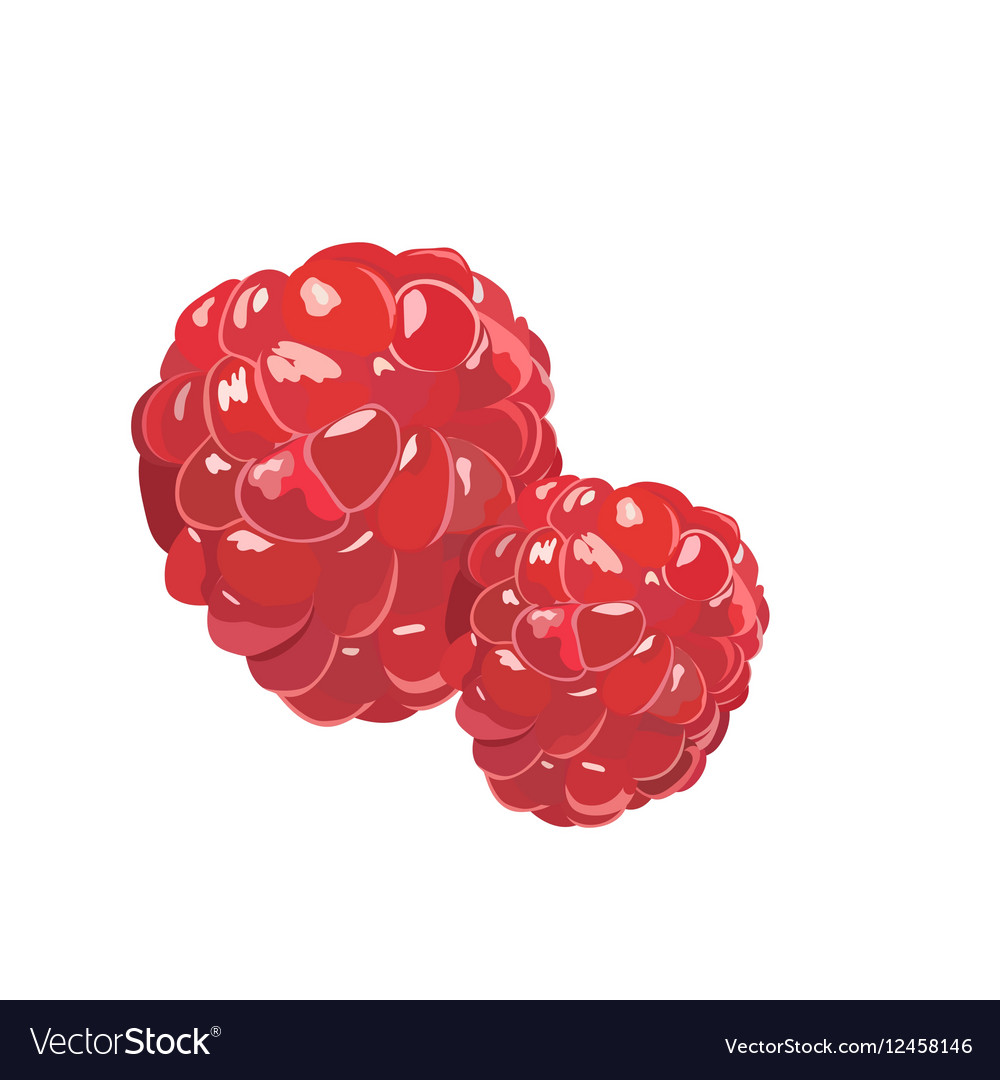 Fresh realistic raspberry Royalty Free Vector Image