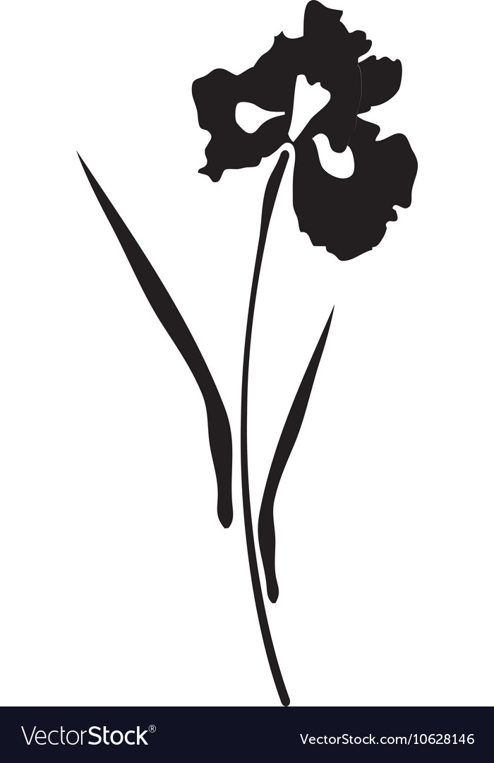 Iris Royalty Free Vector Image - VectorStock