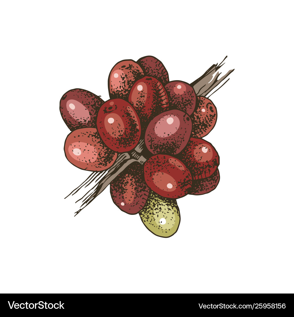 Hand drawn colorful coffee branch Royalty Free Vector Image