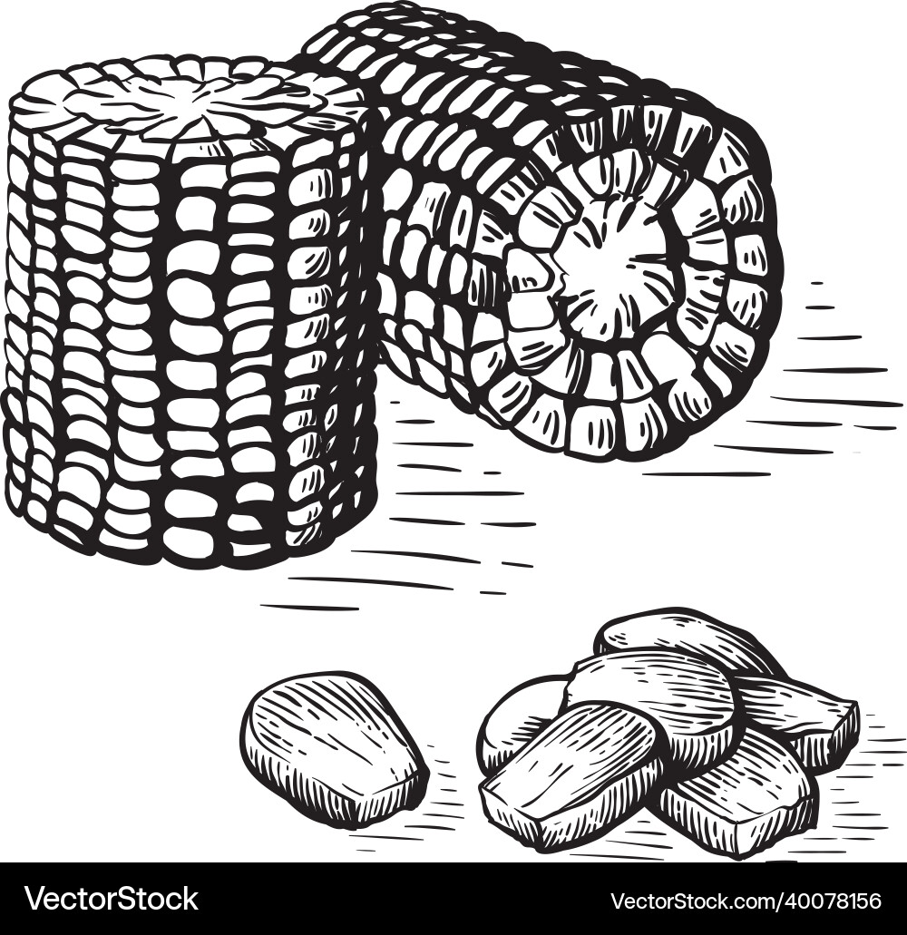 Hand drawn sketch style set of corn vegetable Vector Image