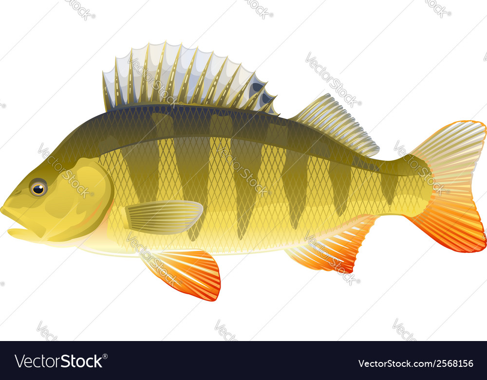 Perch Royalty Free Vector Image - VectorStock