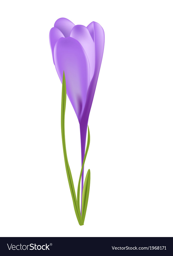 Crocus flower Royalty Free Vector Image - VectorStock