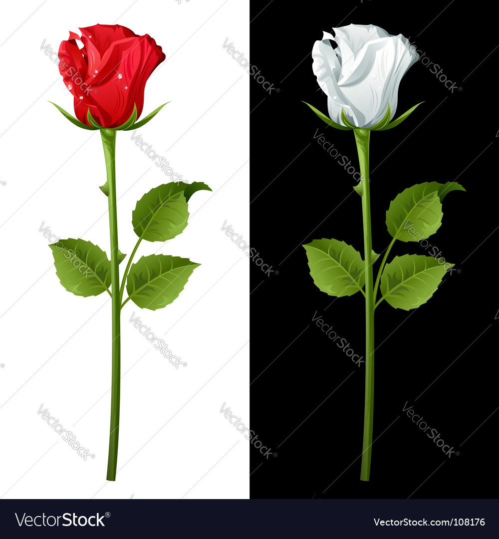 Rose Royalty Free Vector Image - VectorStock
