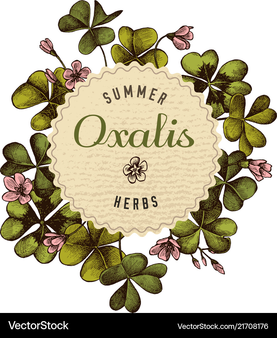 Round paper emblem over hand drawn oxalis Vector Image