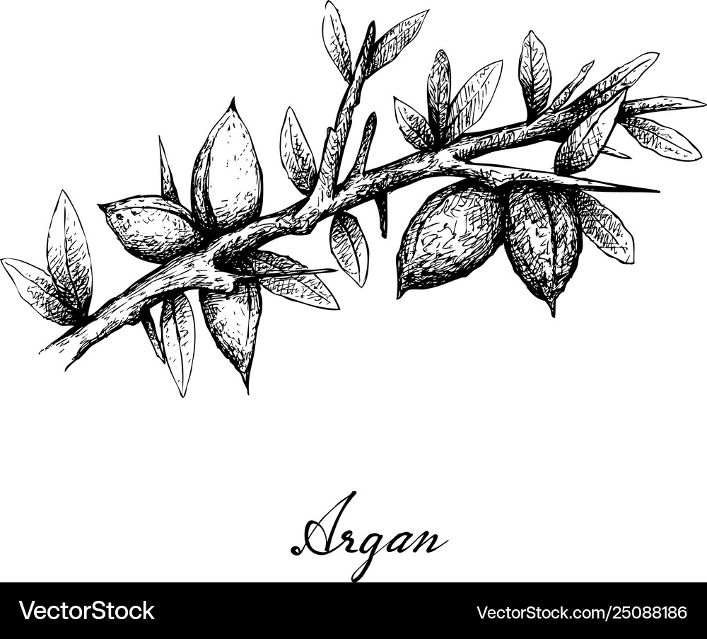 Hand drawn argan seeds on a branch Royalty Free Vector Image