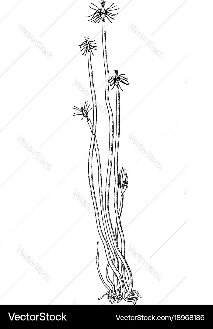 Tubularia hydroid vintage Royalty Free Vector Image