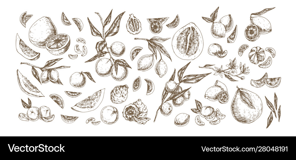 Citrus hand drawn set fruits Royalty Free Vector Image