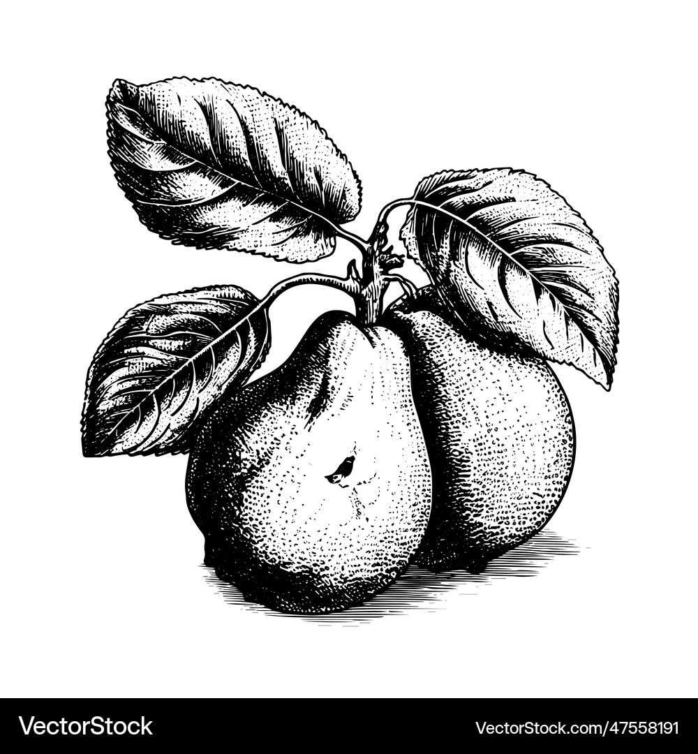 Quince drawing isolated hand drawn engraved style Vector Image
