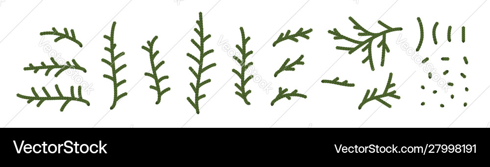 Set thuja branches and their parts Royalty Free Vector Image