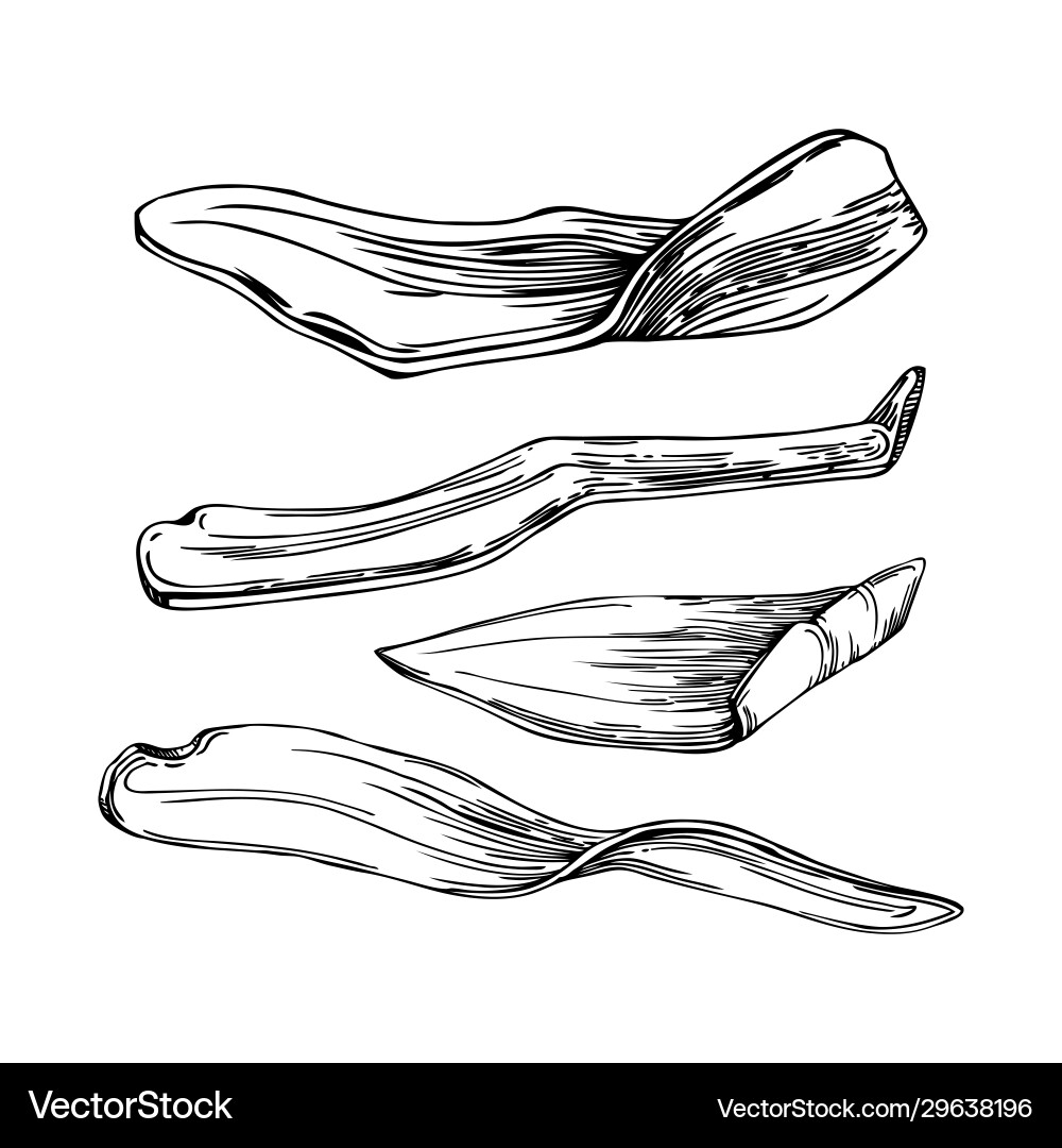 Hand drawn dried mango fruits sketches set Vector Image