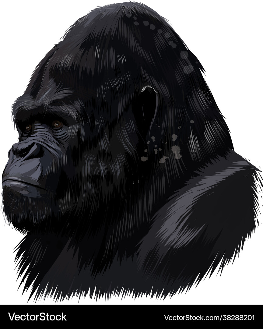 Gorilla head portrait from a splash watercolor Vector Image