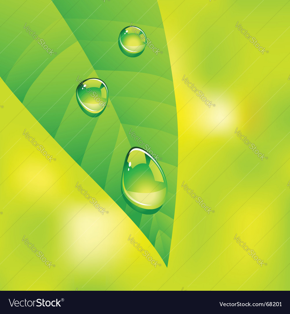 Leaf drops Royalty Free Vector Image - VectorStock