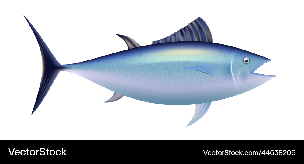 Atlantic bluefin tuna realistic sea fish isolated Vector Image