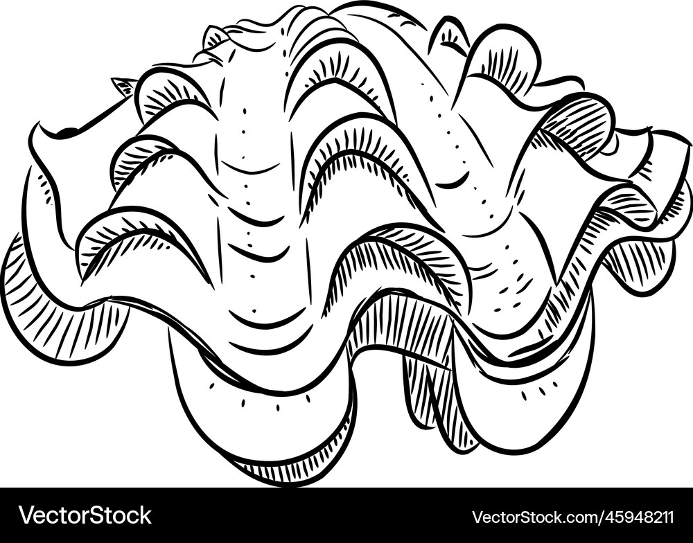 Tridacna squamosa bivalves are a large class Vector Image