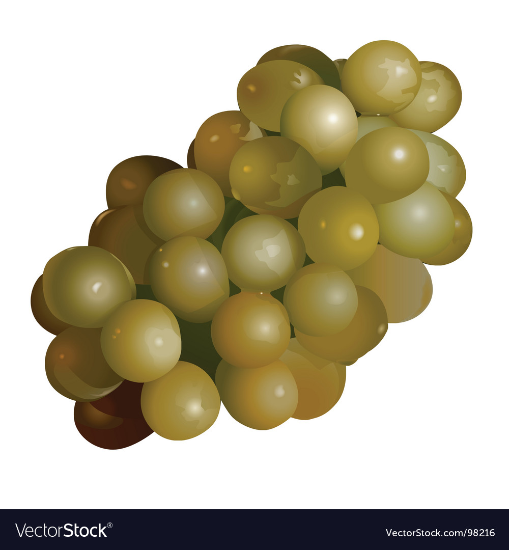 Green grape Royalty Free Vector Image - VectorStock