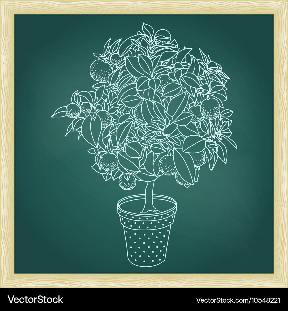 Drawing of a small citrus tangerine orange tree Vector Image