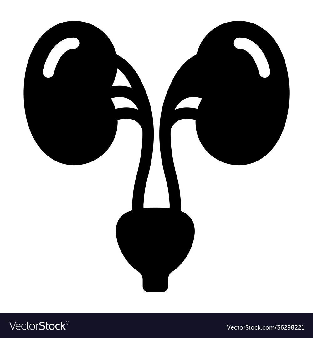 Kidneys Royalty Free Vector Image - VectorStock