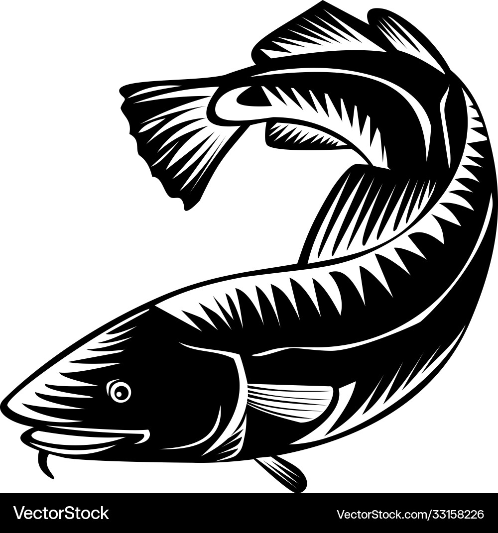 Atlantic cod gadus morhua or codling side view Vector Image