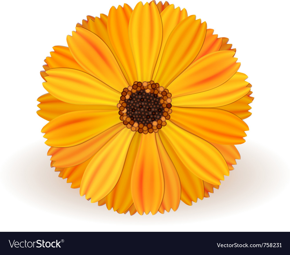 Marigold Royalty Free Vector Image - VectorStock