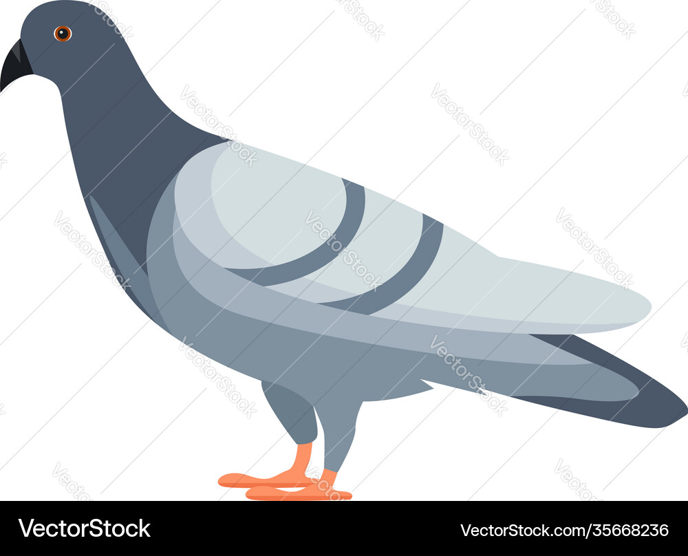 Blue pigeon on white background Royalty Free Vector Image