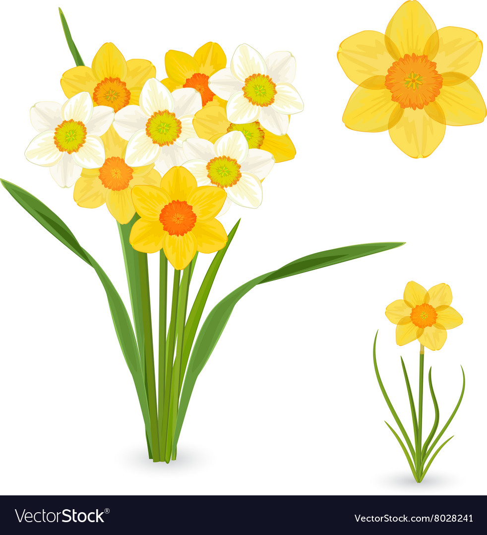 Collection of daffodils spring flowers for your Vector Image
