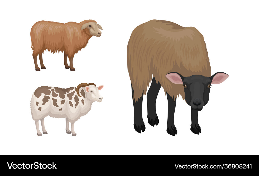 Sheep as ruminant domestic mammal kept Royalty Free Vector
