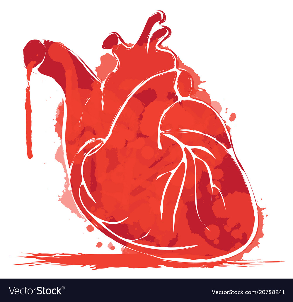 Watercolor human heart with splashes blood Vector Image