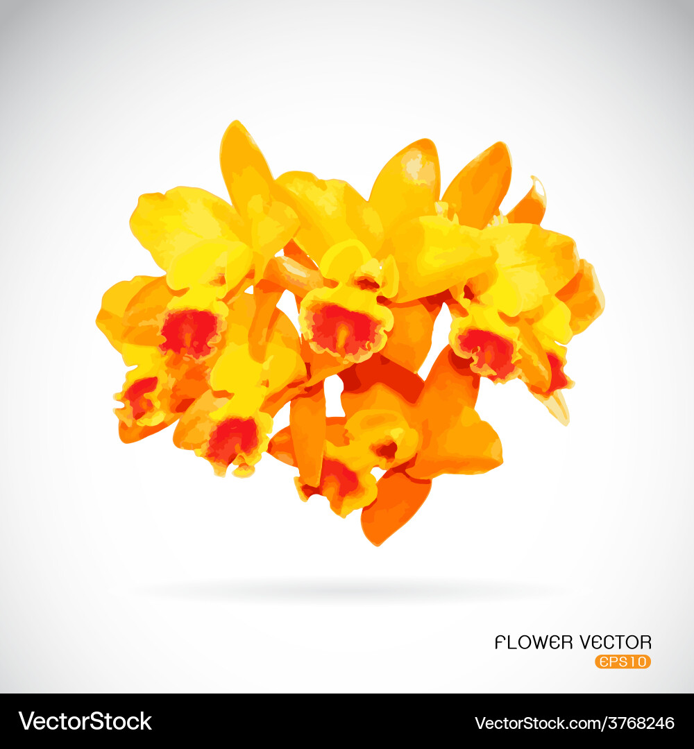 Image orchid flower Royalty Free Vector Image - VectorStock