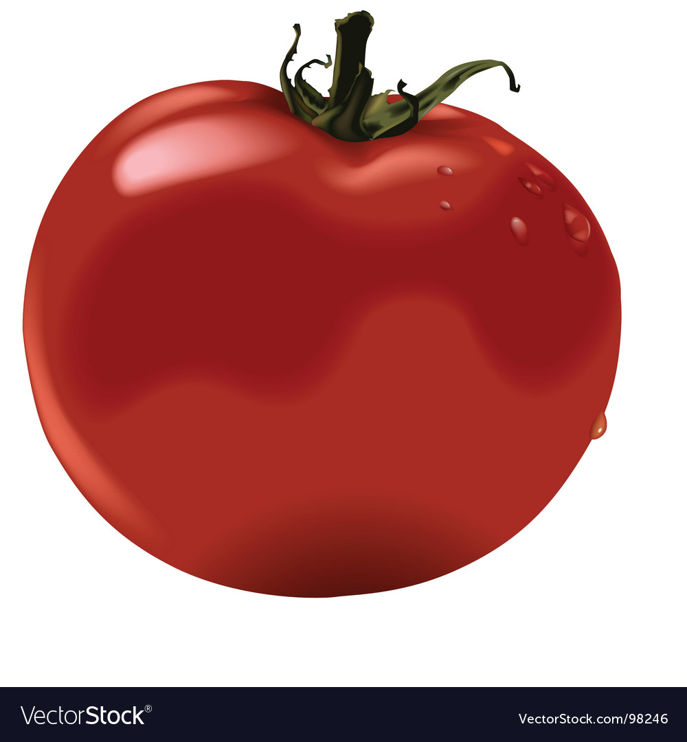 Tomato Royalty Free Vector Image - VectorStock Tomato Royalty Free Vector Image - VectorStock