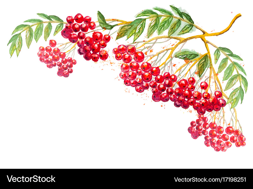 Rowanberry Branch Watercolor Royalty Free Vector Image