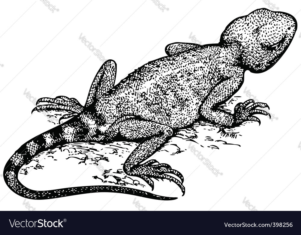 Lizard Royalty Free Vector Image - VectorStock