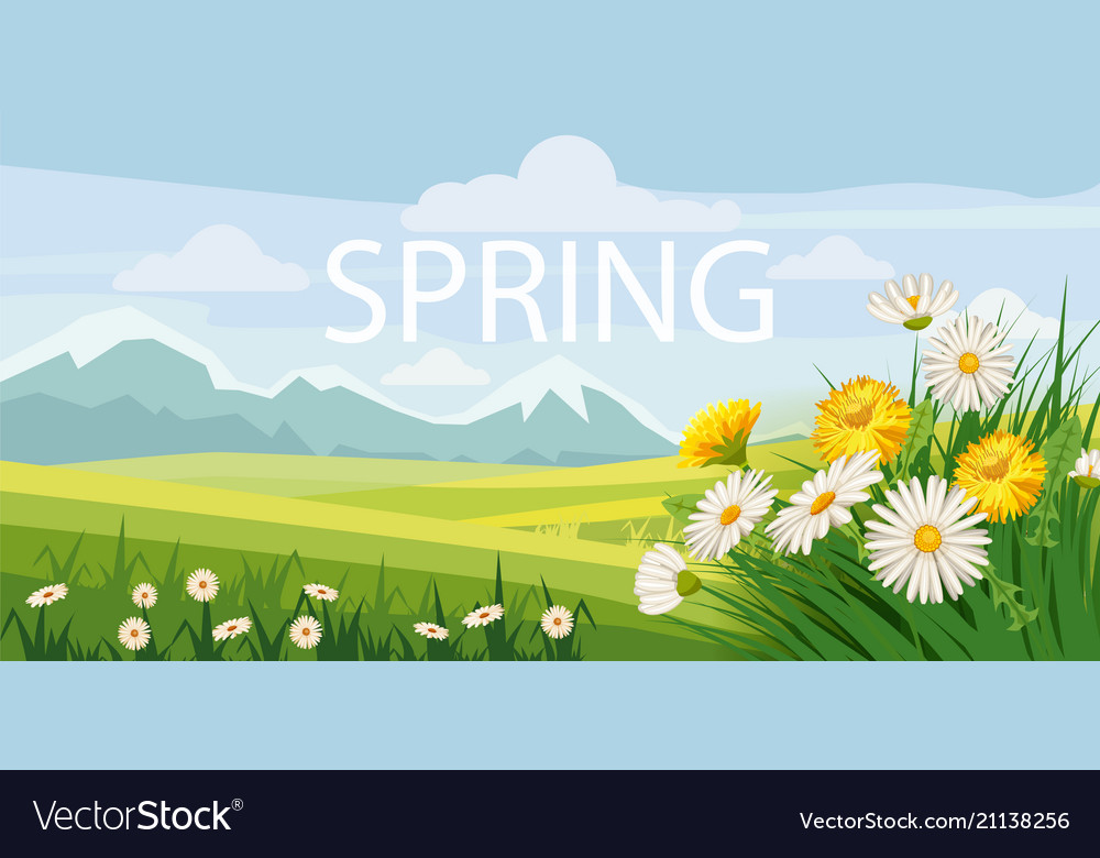 Spring beautiful scenery fields chamomile Vector Image