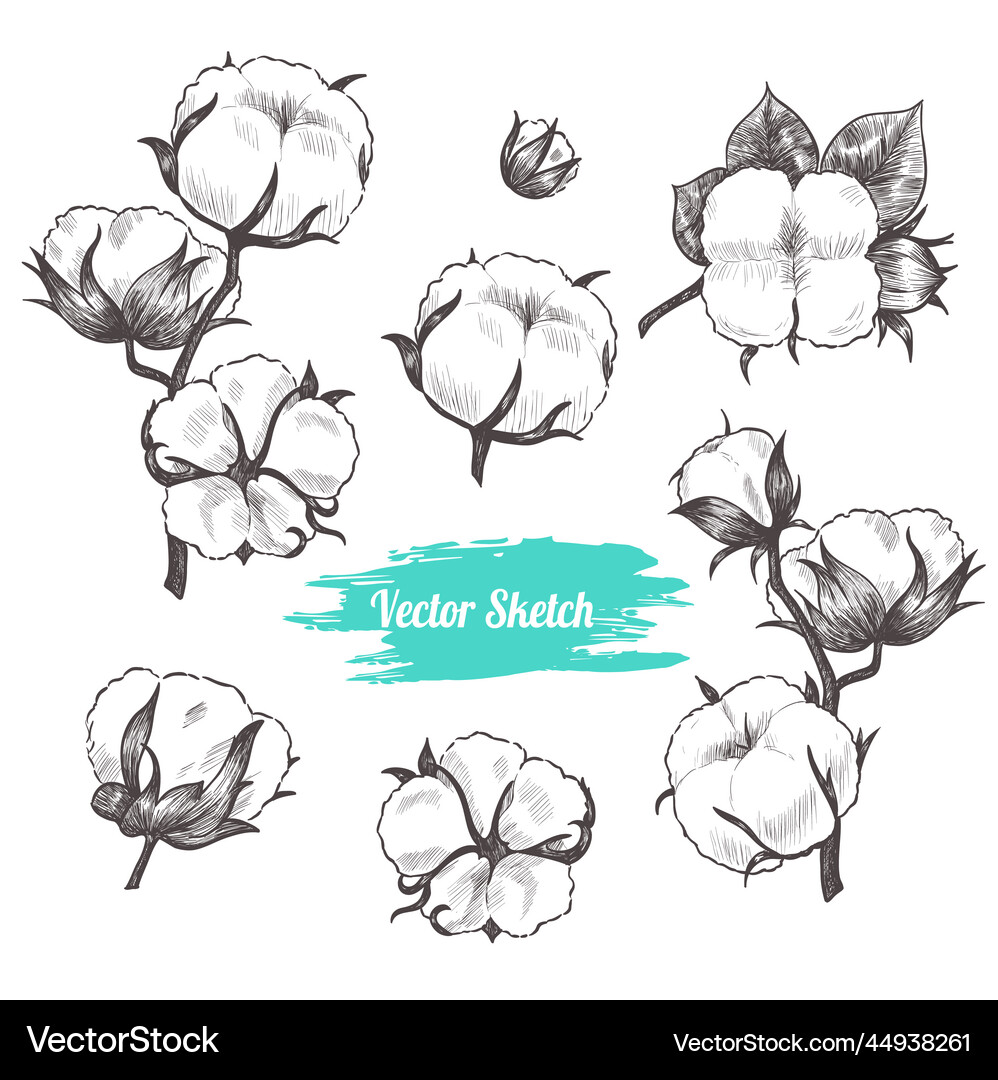 Cotton plant hand drawn sketch Royalty Free Vector Image
