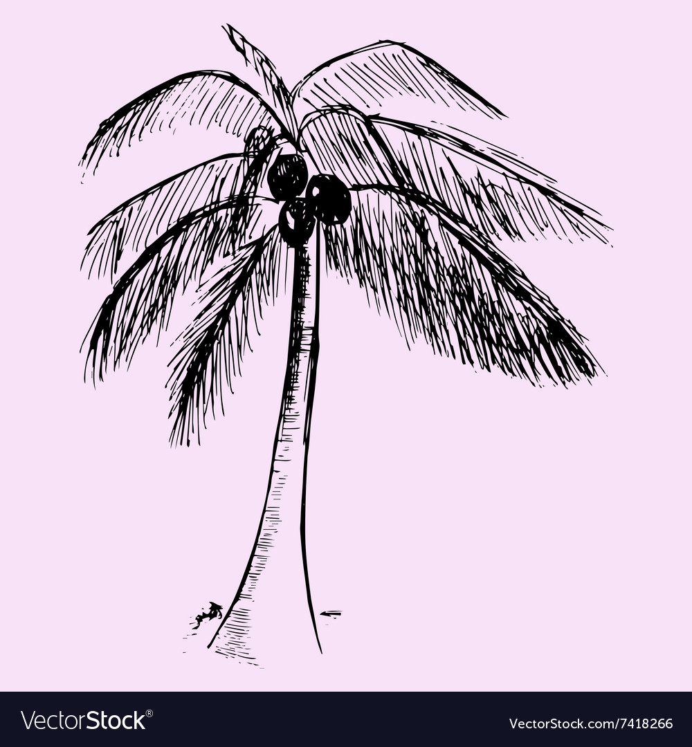 Coconut tree Royalty Free Vector Image - VectorStock