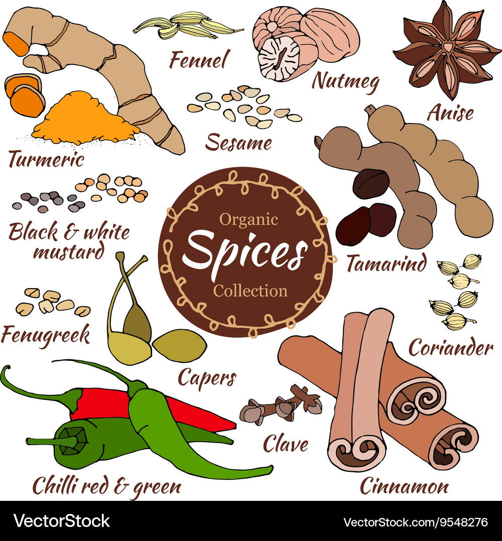 Collection of spice isolated on white Royalty Free Vector