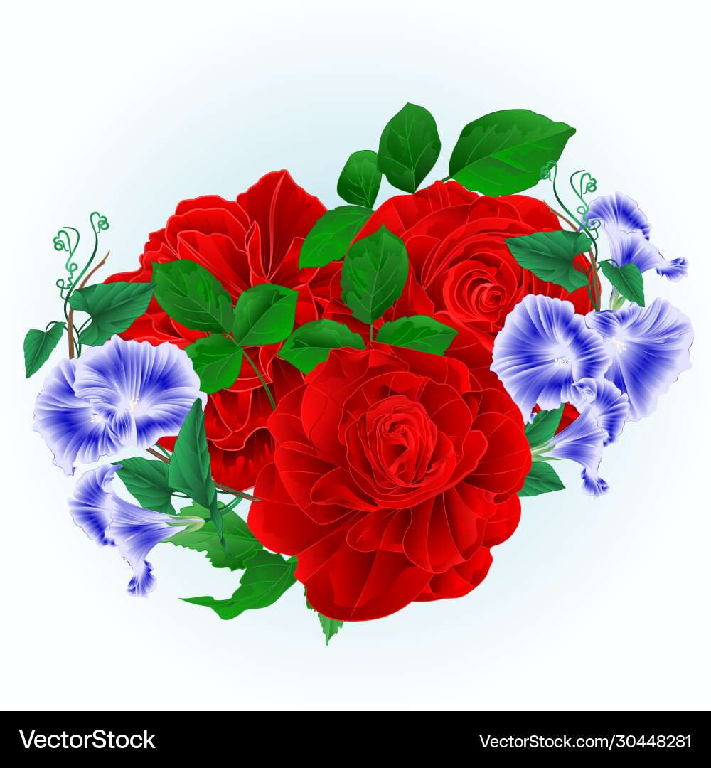 Bouquet roses red and morning glory Royalty Free Vector
