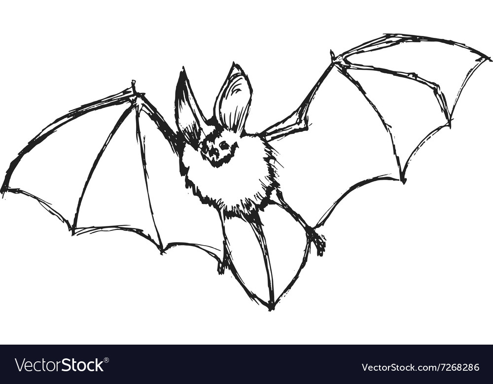 Bat Royalty Free Vector Image - VectorStock