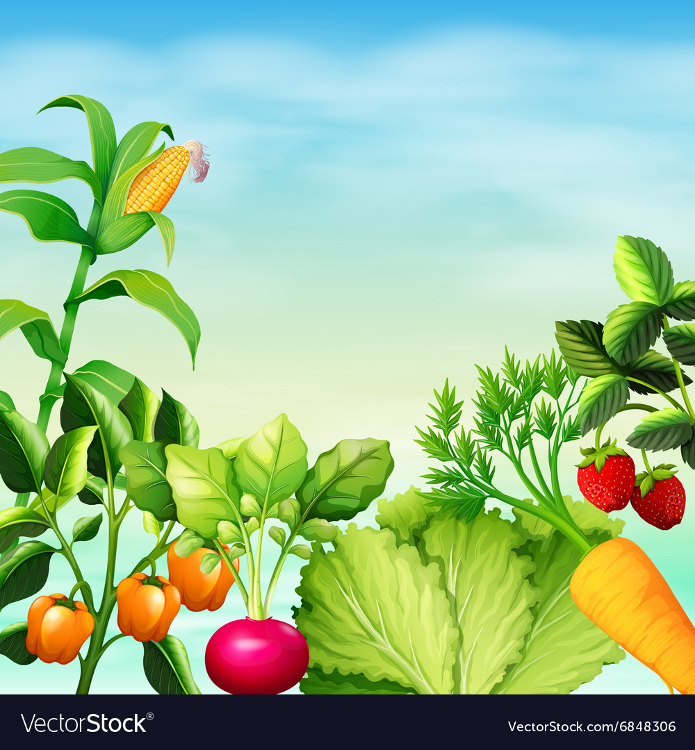 Many types vegetables Royalty Free Vector Image