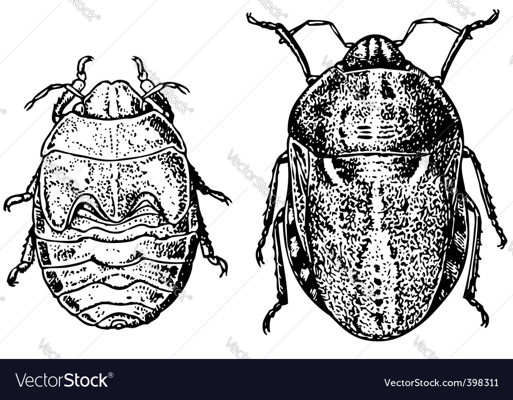 Bugs Royalty Free Vector Image - VectorStock