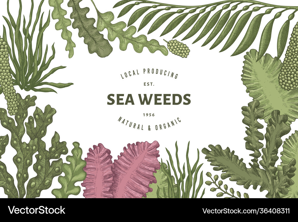 Seaweed design template hand drawn seaweeds Vector Image