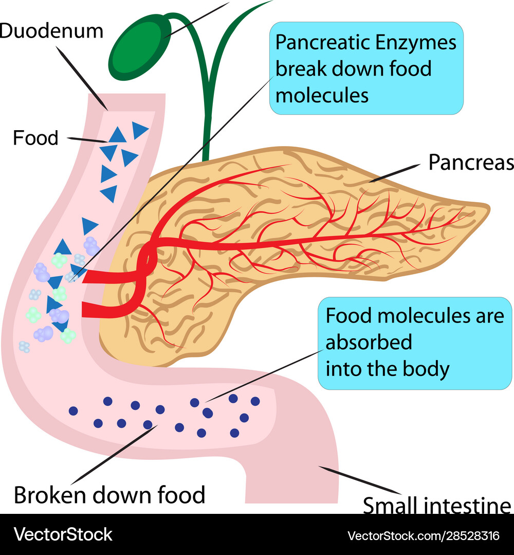 Pancreas Digestive System PPT Digestive System Pancreas PowerPoint