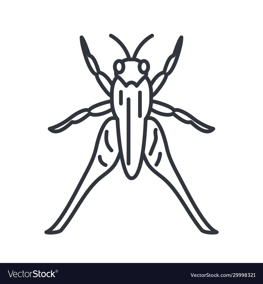 Grasshopper insect line detail style icon Vector Image