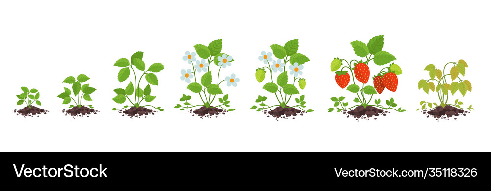 Strawberry Plant Growth Stages Royalty Free Vector Image