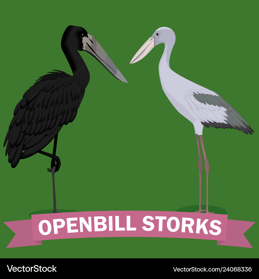 Openbill stork genus cartoon bird Royalty Free Vector Image