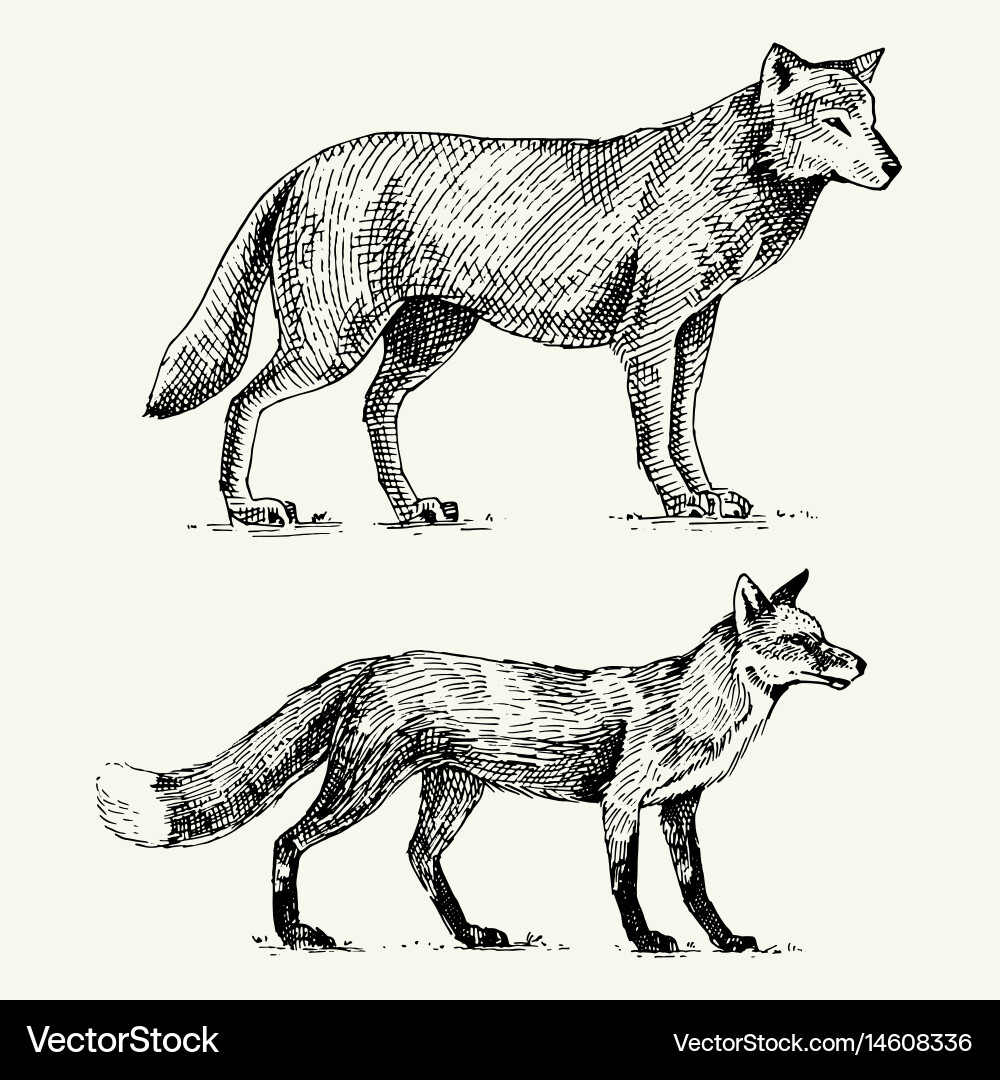 Wild grey wolf and red fox engraved hand drawn in Vector Image