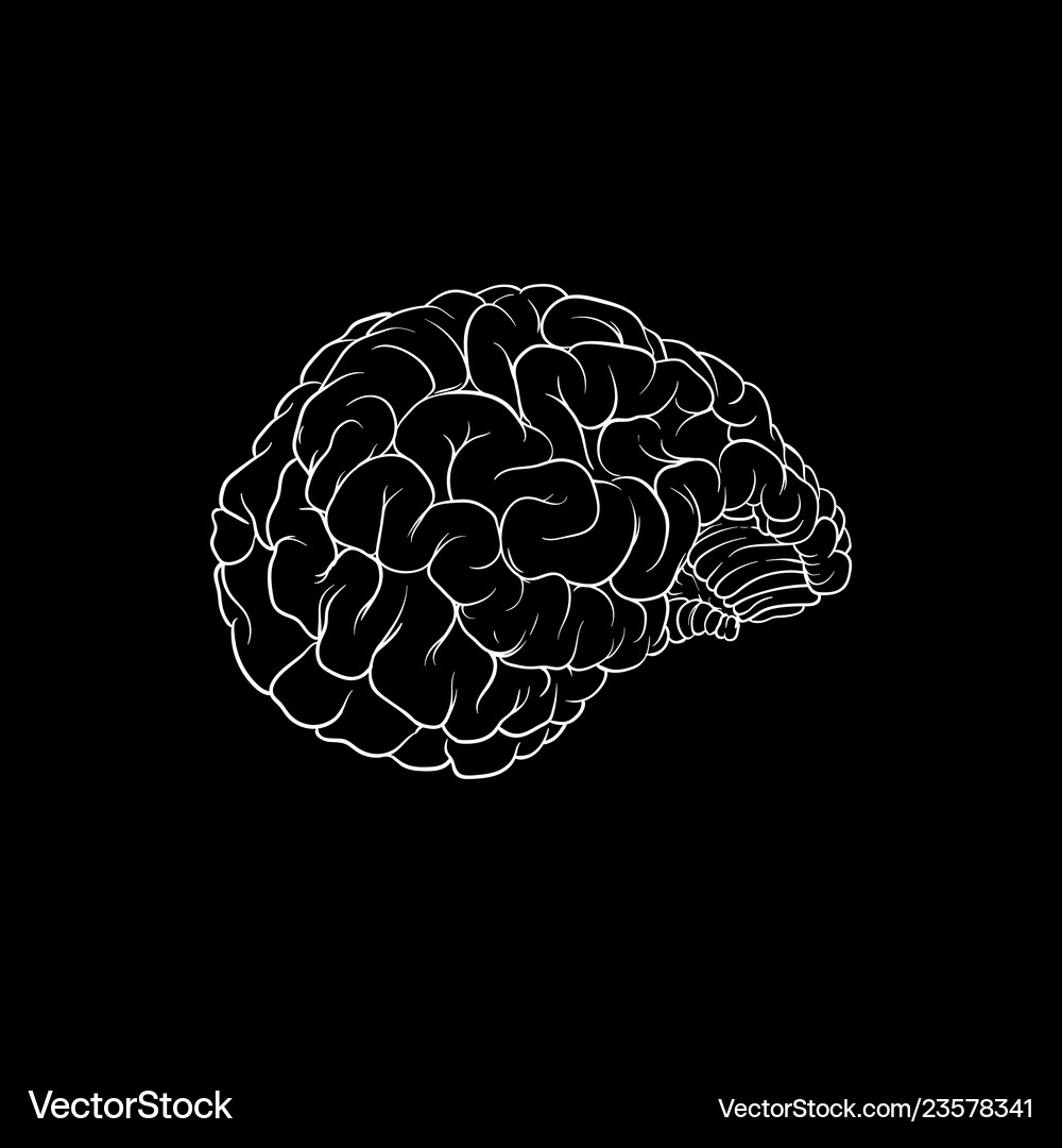 Realistic of the human brain on black Royalty Free Vector