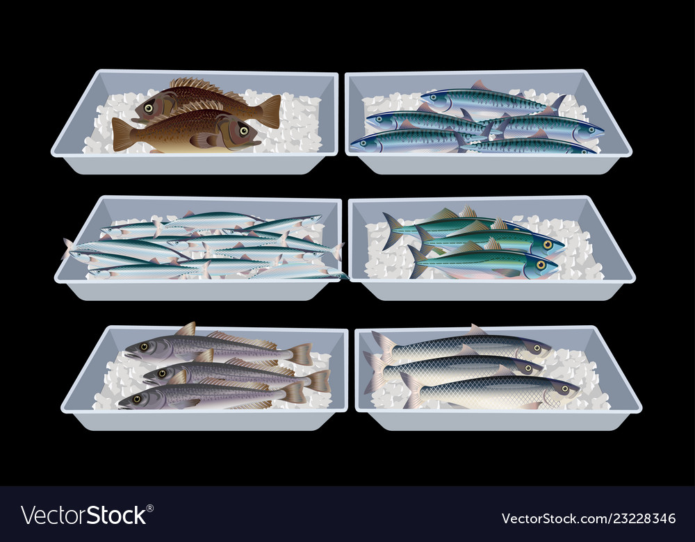 Fish in container boxes Royalty Free Vector Image