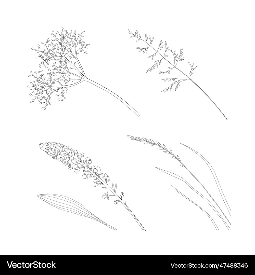 Wild flowers plant set Royalty Free Vector Image